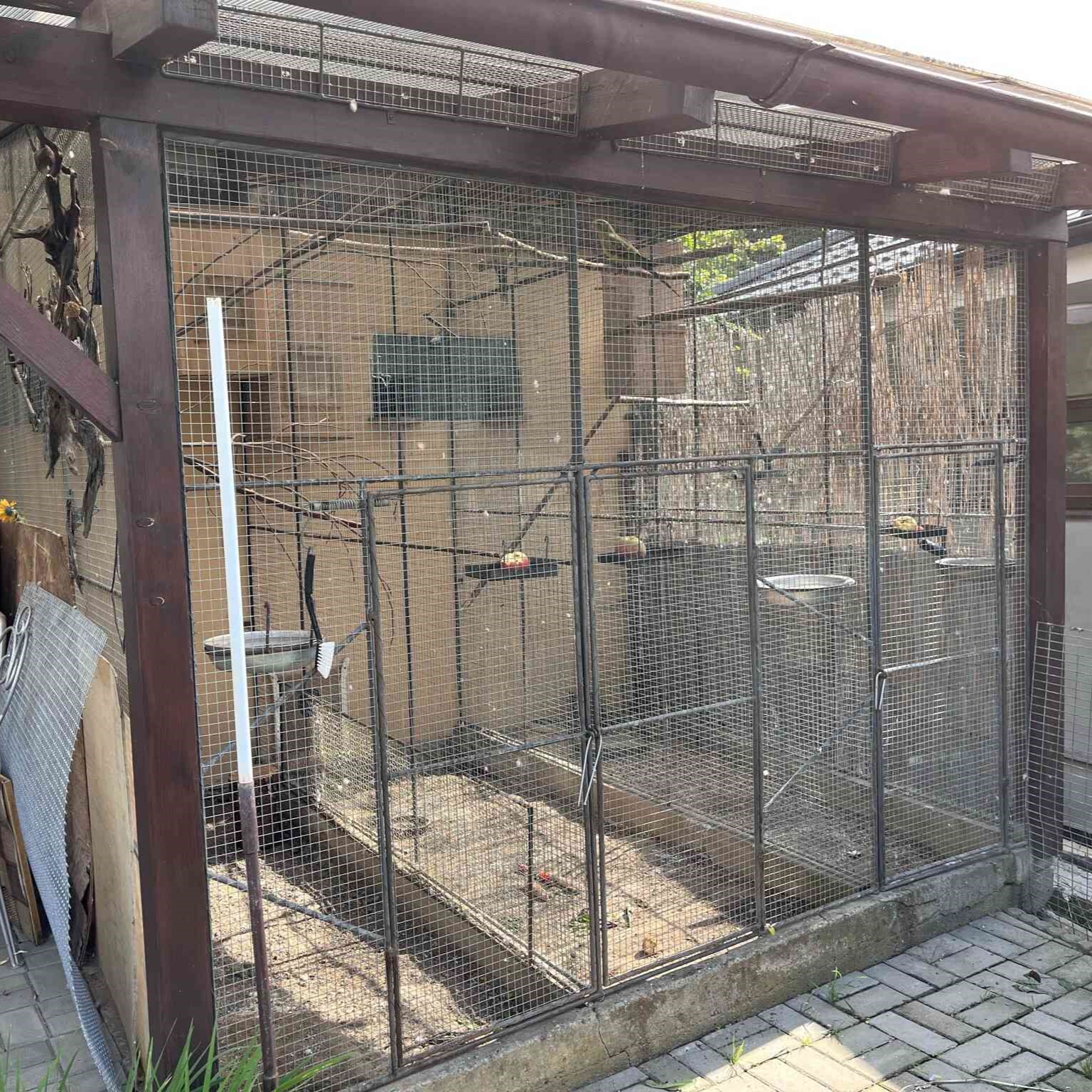 Chov :: Zebřička pestrá - vše o druhu, chovu a mutacích